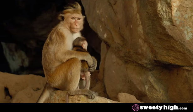 Maya and Kip Survive The Jungle In Monkey Kingdom Movie!