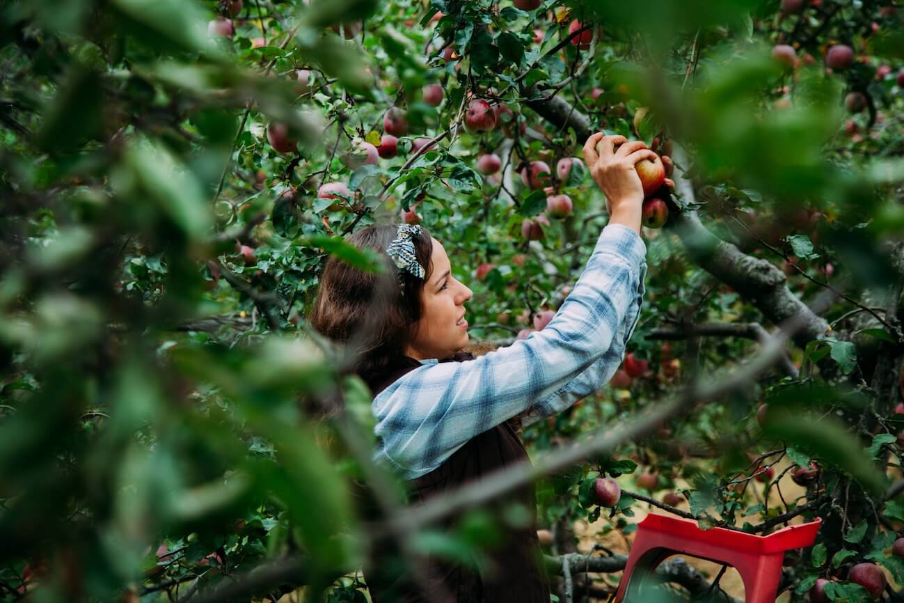 15 Instagram Captions For All Your Apple Picking Posts