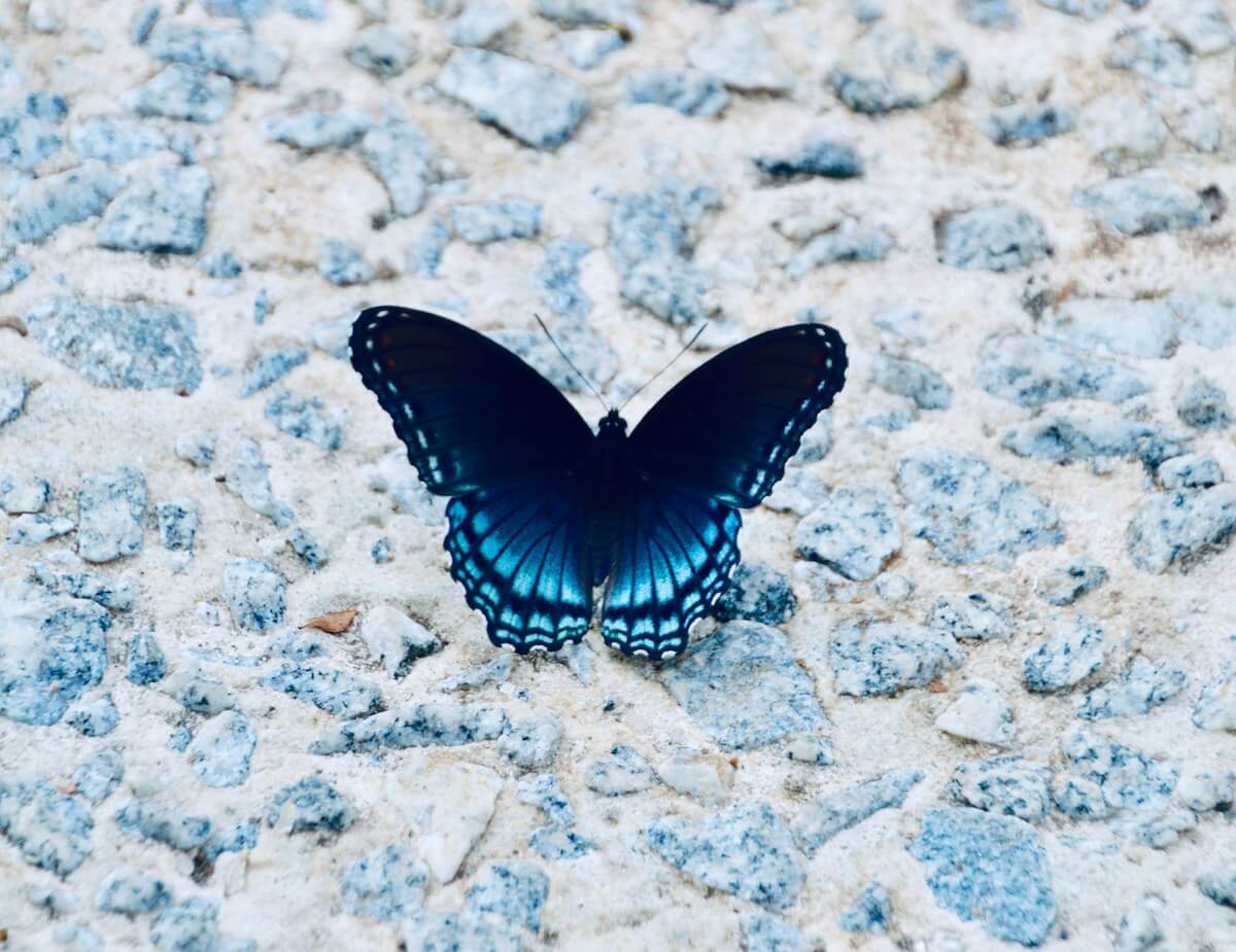 Instagram Captions for Every Photo of a Butterfly