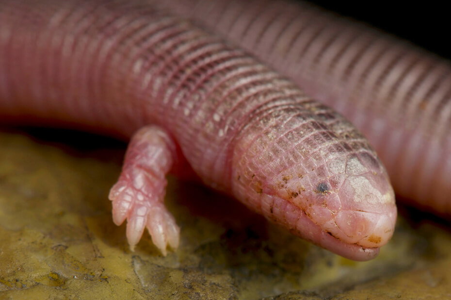 35 Bizarre Animals You Won’t Believe Exist in Real Life