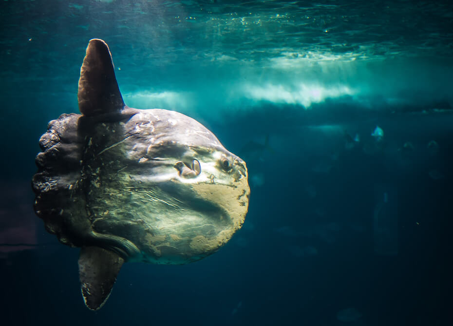 35 Bizarre Animals You Won’t Believe Exist in Real Life