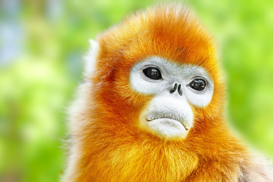 35 Bizarre Animals You Won’t Believe Exist in Real Life