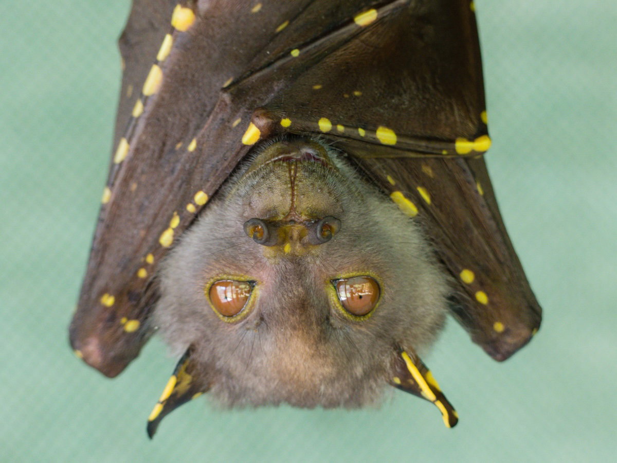 The 35 Weirdest Australian Animals You’ve Never Heard Of
