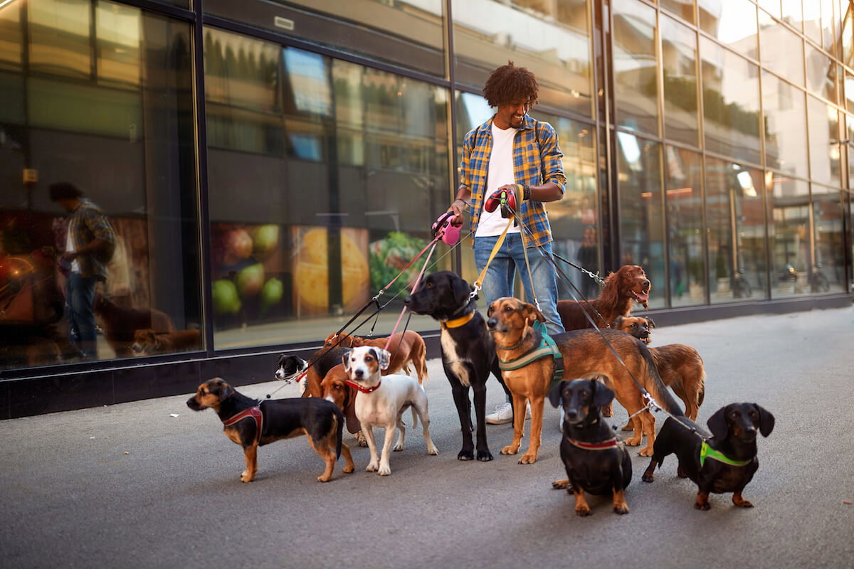 Dog Bucket List