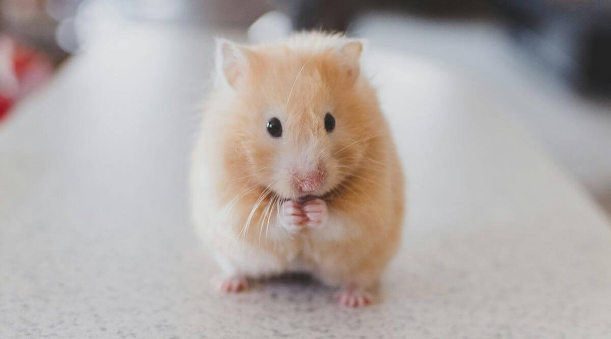 20 Adorable Instagram Captions for Every Pic of Your Pet Hamster