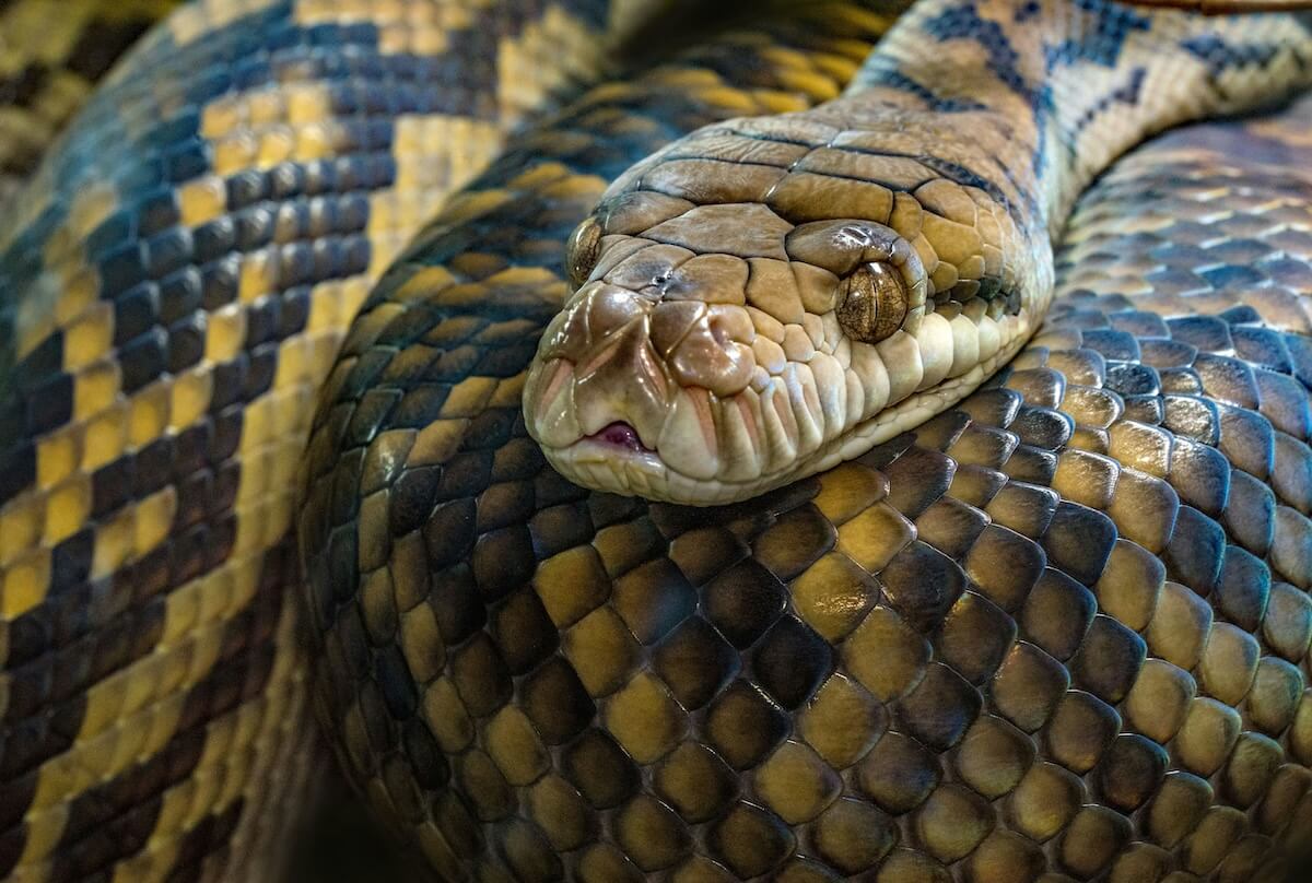 15 Phrases of Snake-Inspired Wisdom to Use as Your Year of the Snake ...