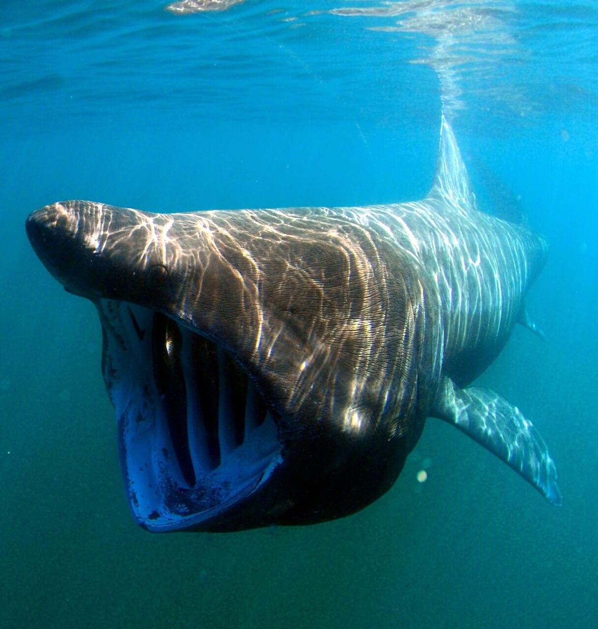 Here’s the Type of Shark That Best Suits Your Personality, Based on ...
