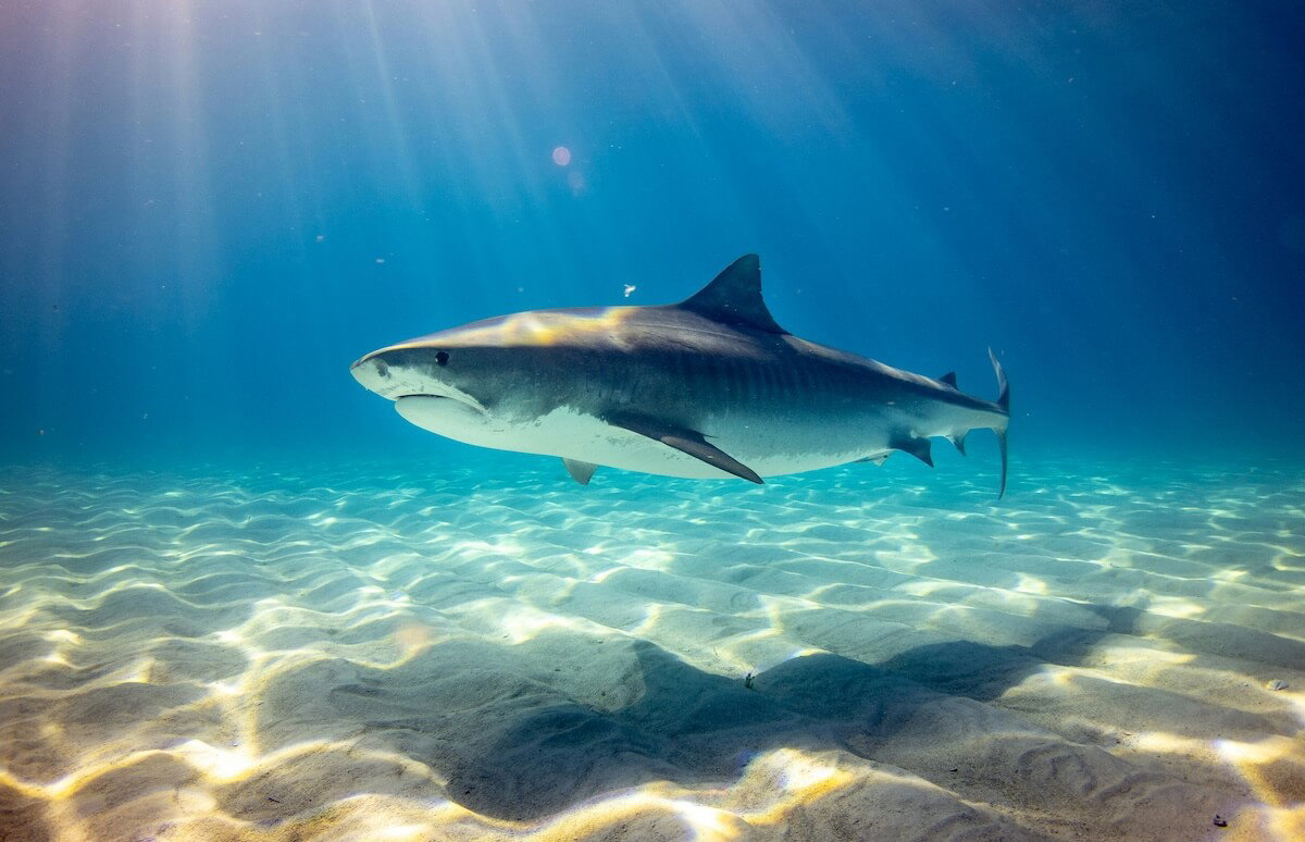 Here’s the Type of Shark That Best Suits Your Personality, Based on ...