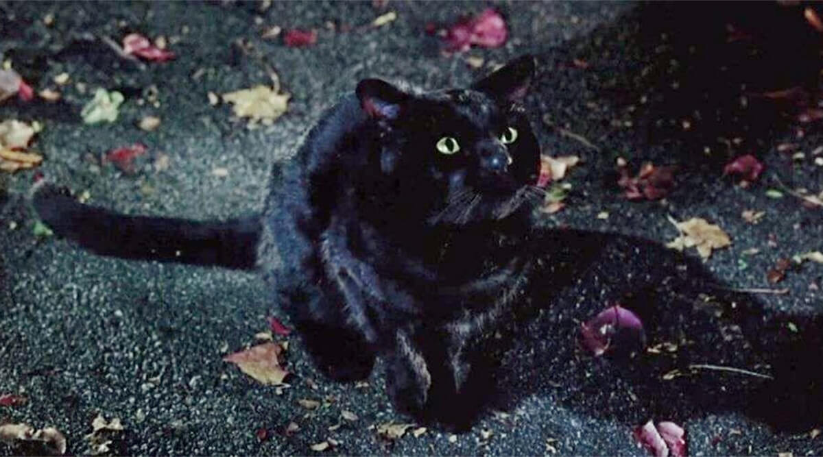 The 10 Most Iconic Movie Cats of All Time