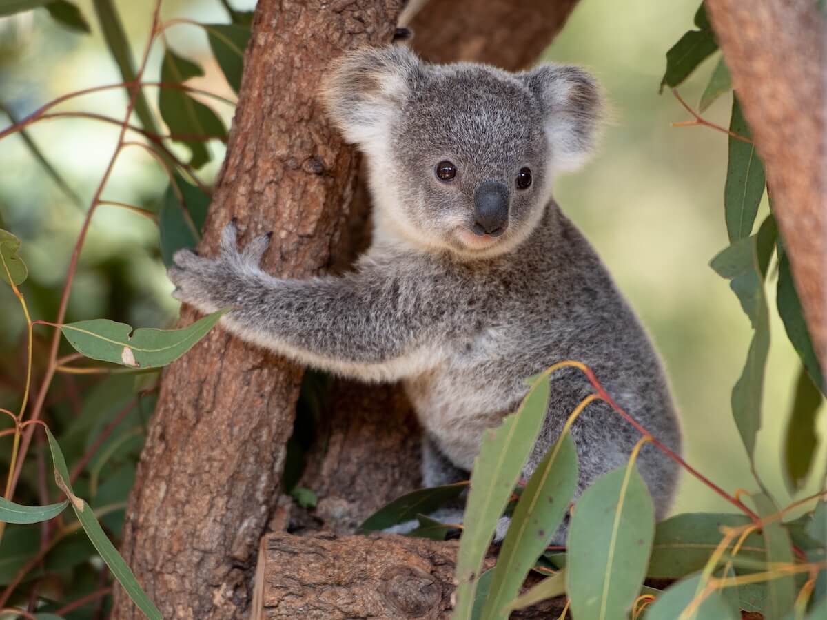 15 Adorable Baby Animals That Look Like Muppets