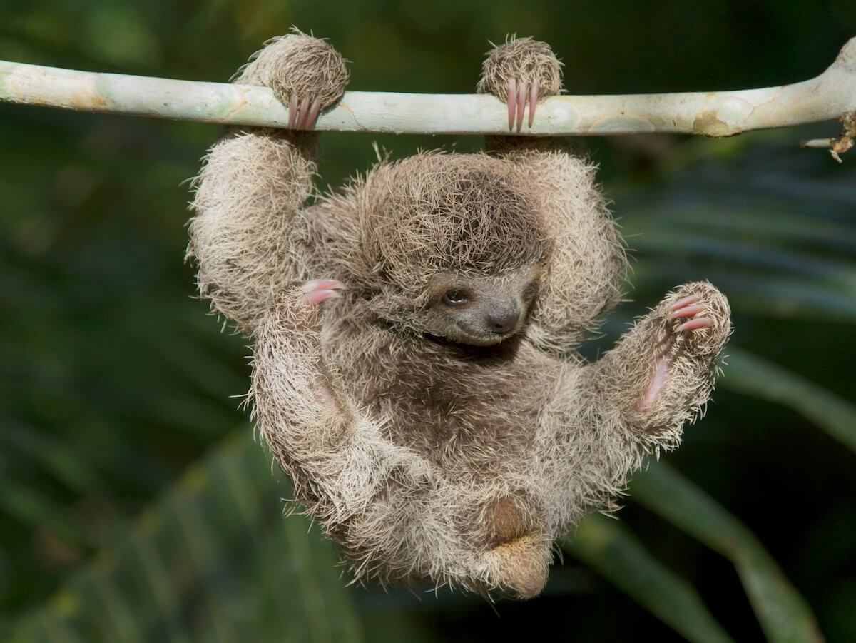15 Adorable Baby Animals That Look Like Muppets