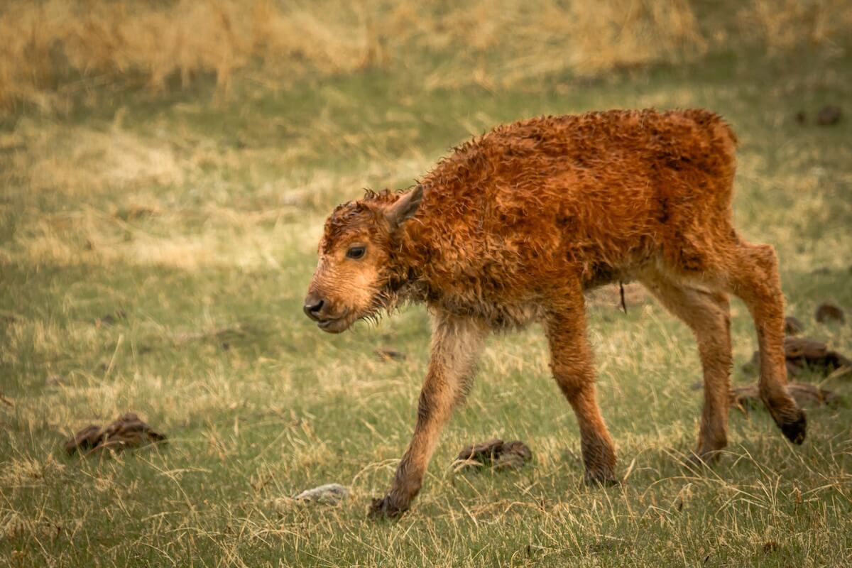15 Adorable Baby Animals That Look Like Muppets